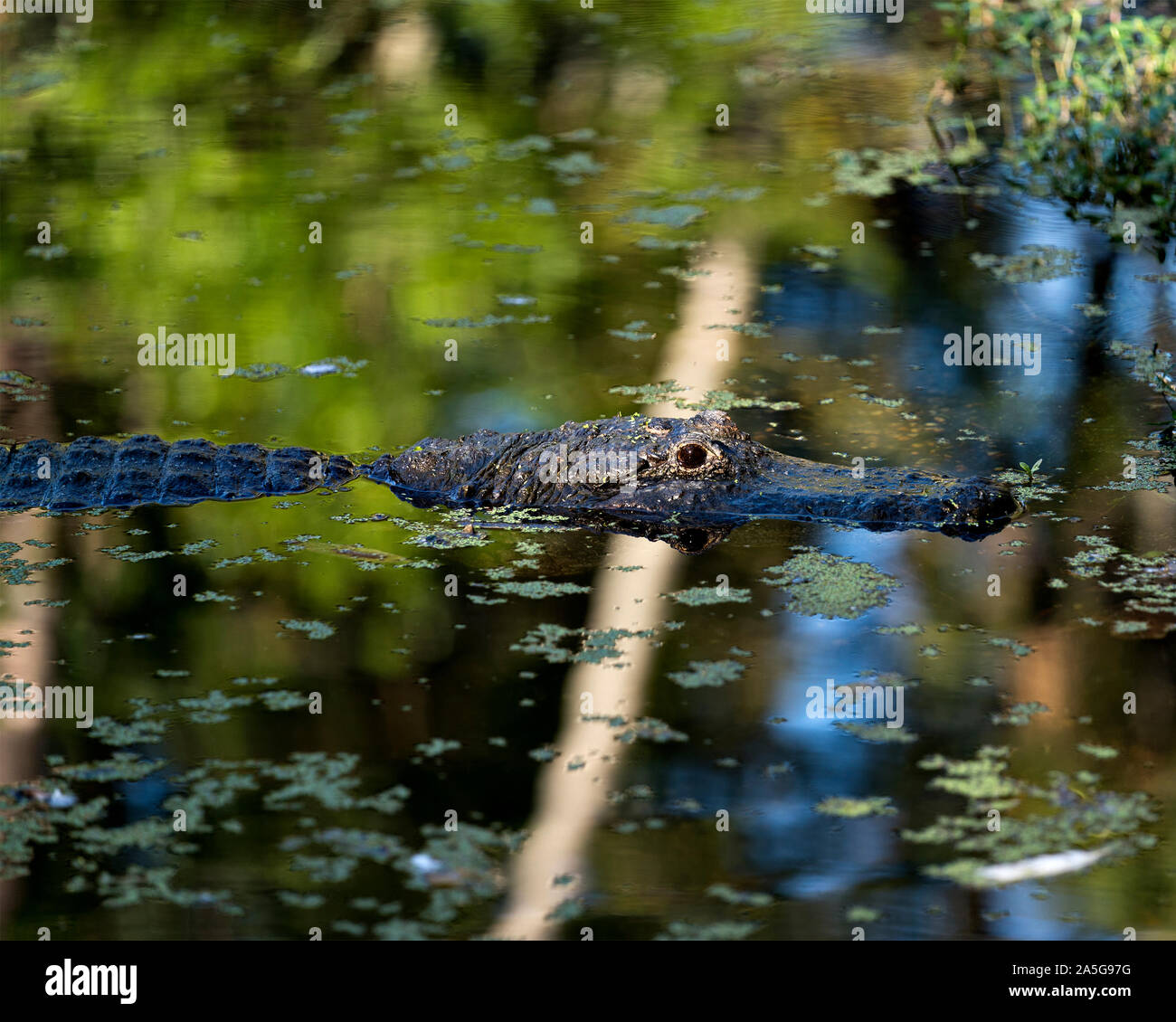 Alligator resting in the water with one eye opened looking at the ...
