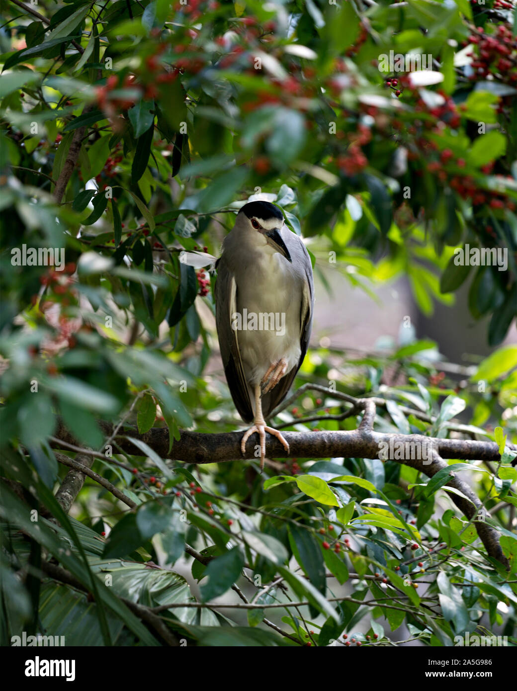 Black-crowned Night-heron perch on a branch with one leg resting ...
