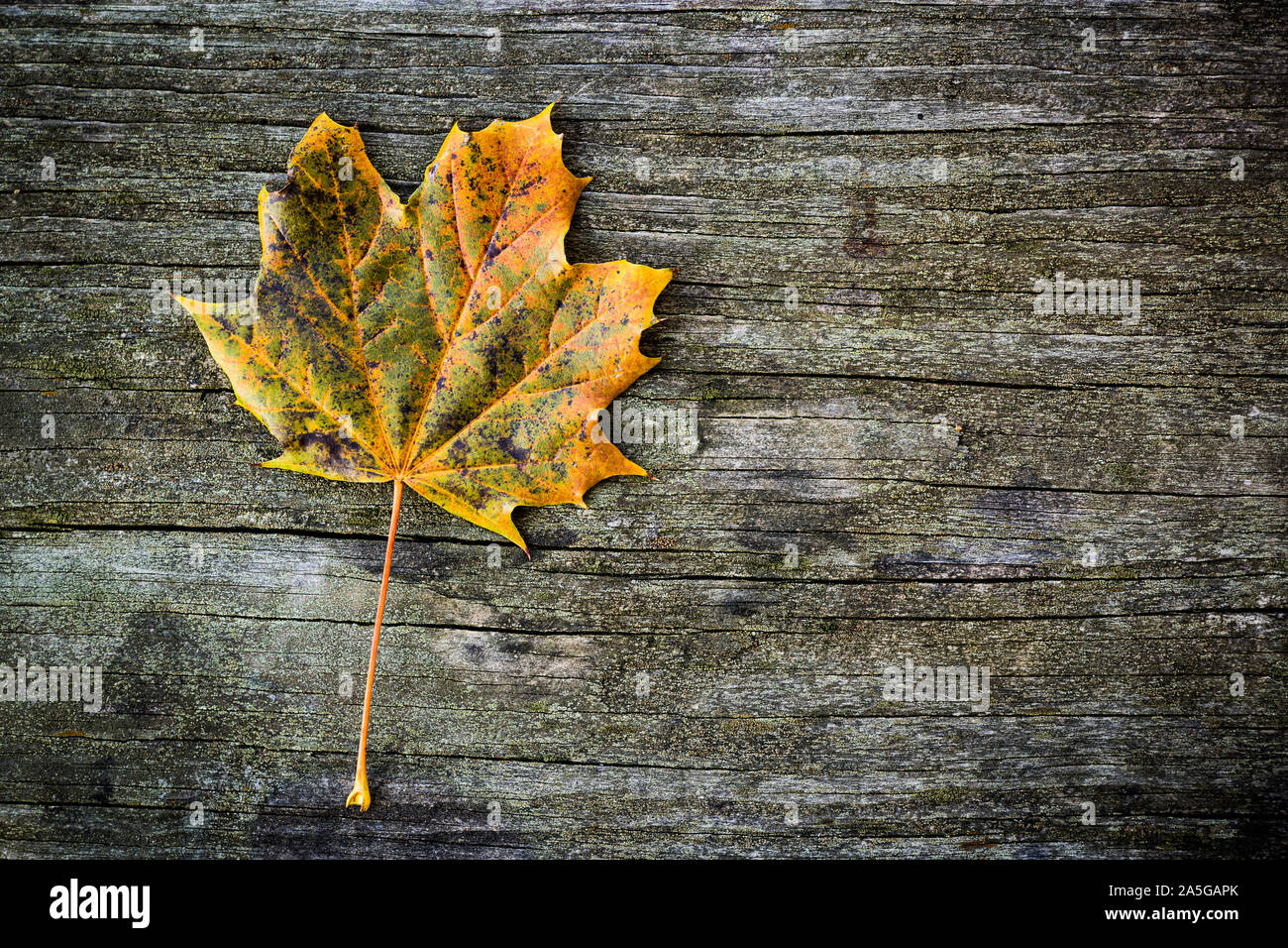 Single autumn leaf hi-res stock photography and images - Alamy