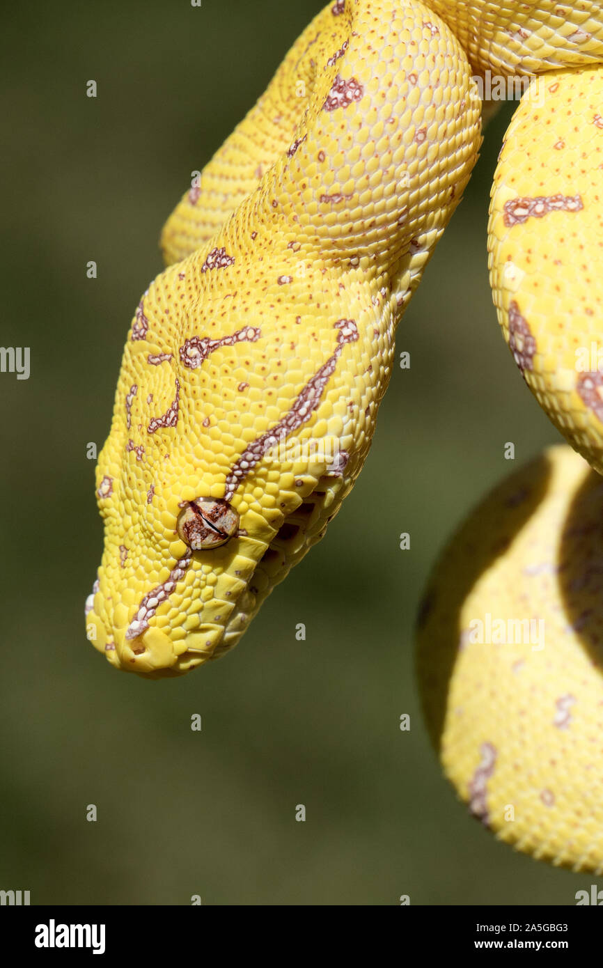 Juvenile python hi-res stock photography and images - Alamy