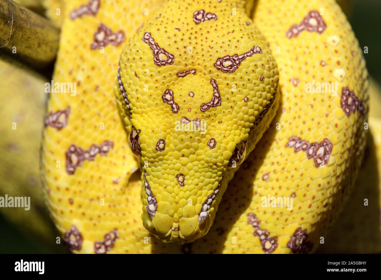 Juvenile python hi-res stock photography and images - Alamy