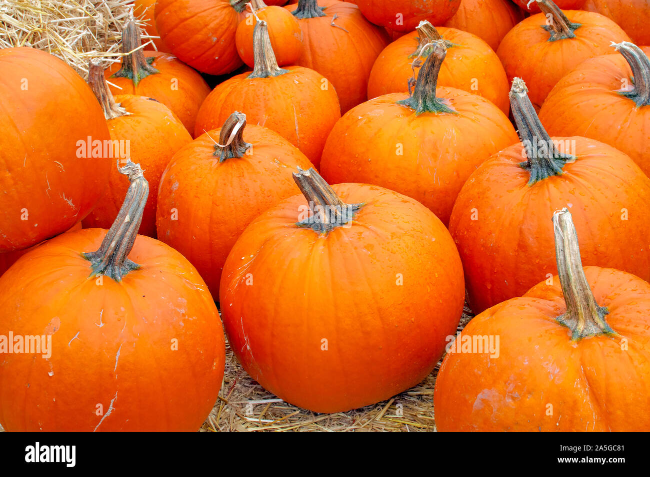 Fall pumpkins display hi-res stock photography and images - Alamy