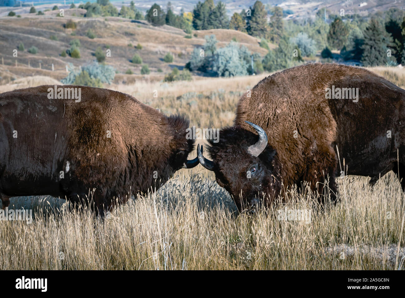 Two bison are fighting with each other at the National Elk and Bison ...