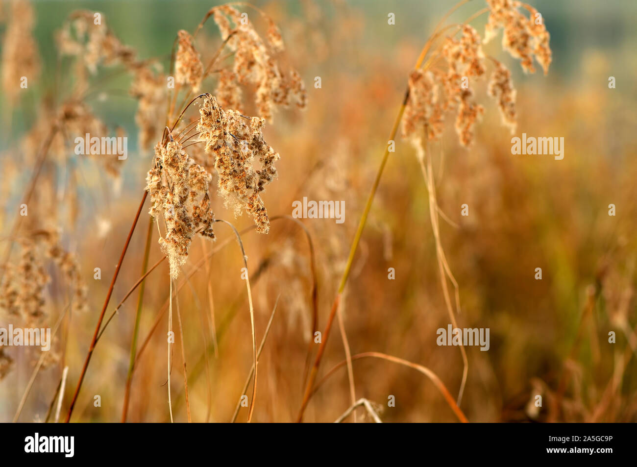 Field dried grass after hi-res stock photography and images - Alamy