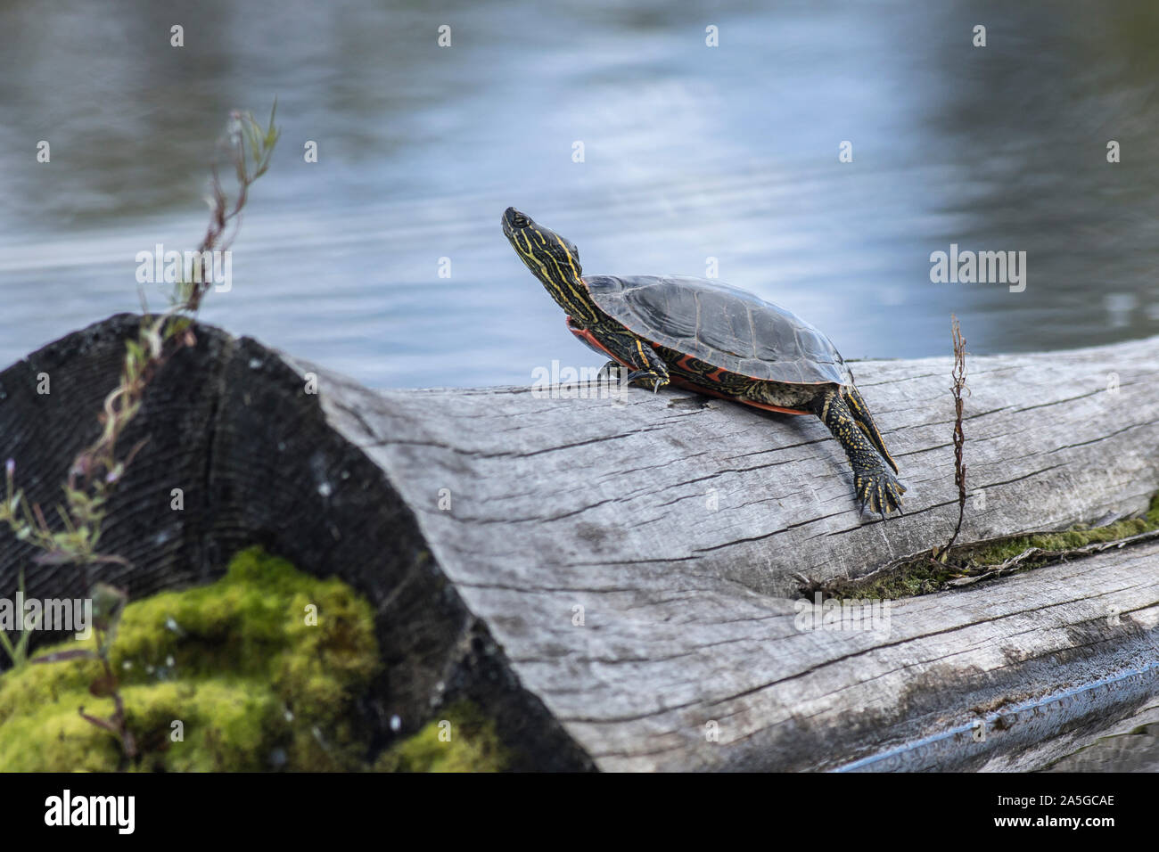An american painted turtle is basking on a log near Charlo, Montana ...