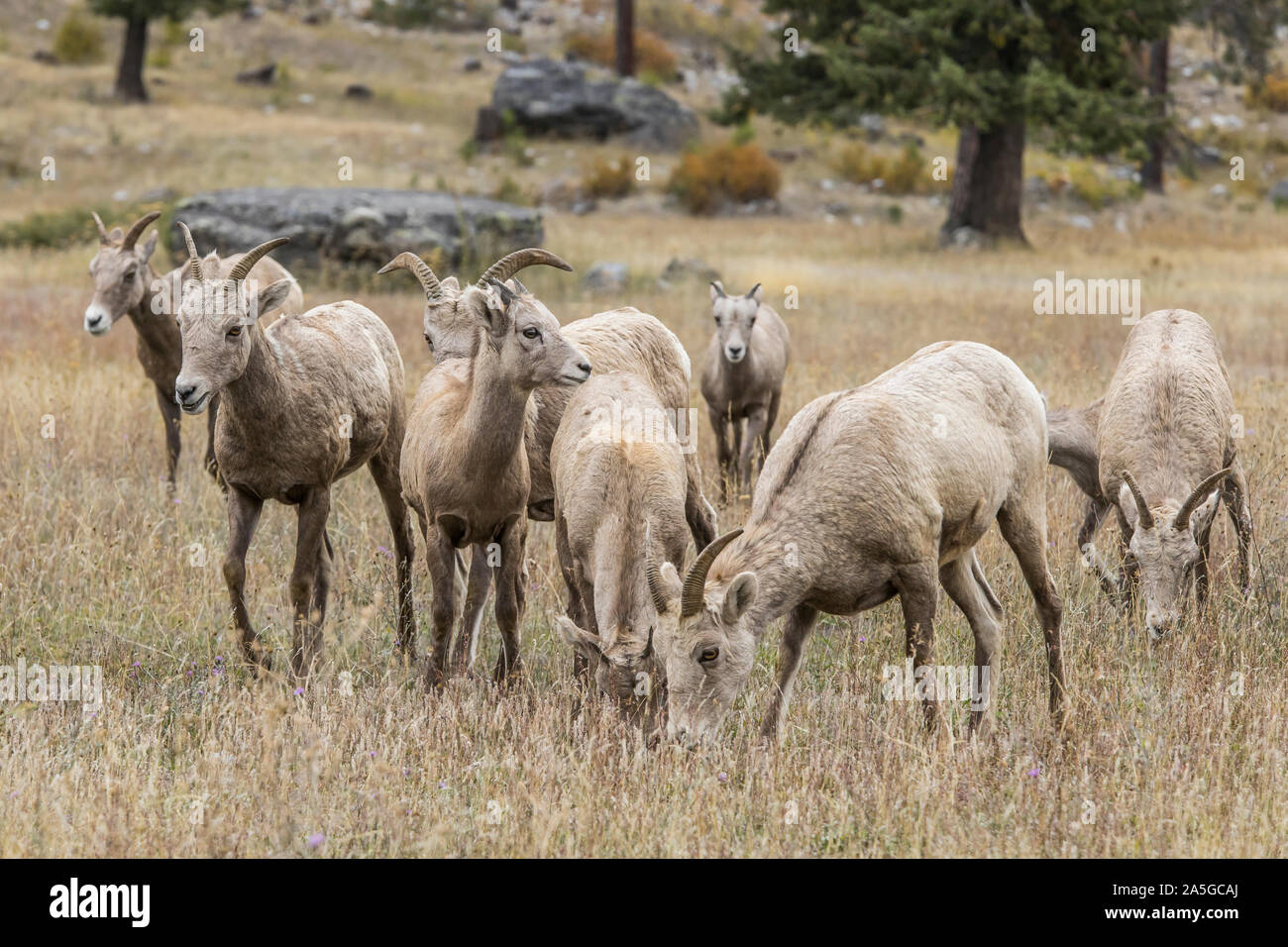 A herd of bighorn sheep along hwy 200 just west of Thompson Falls ...