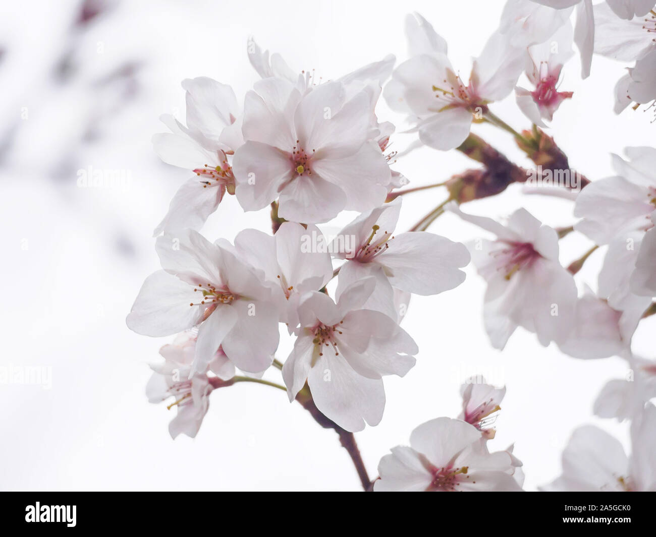 Light pink cherry blossoms Stock Photo - Alamy
