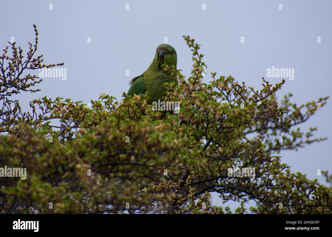 Parrot finch hi-res stock photography and images - Alamy