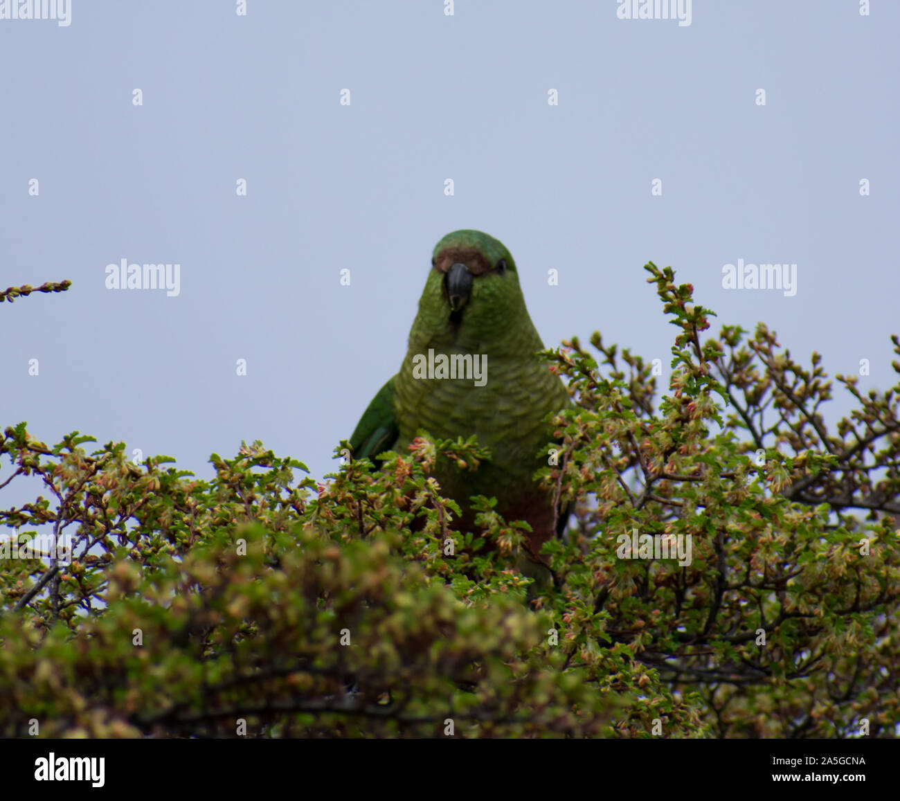 Sierra finches hi-res stock photography and images - Alamy