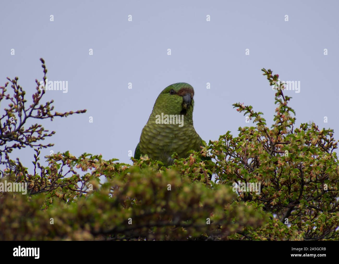 Sierra Finches High Resolution Stock Photography and Images - Alamy