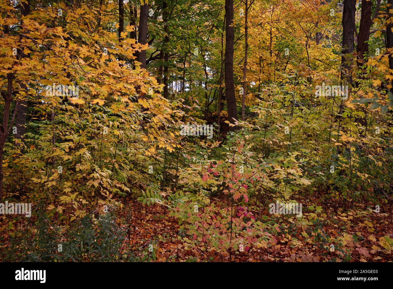 Fall and autumn colors in the forest Stock Photo - Alamy