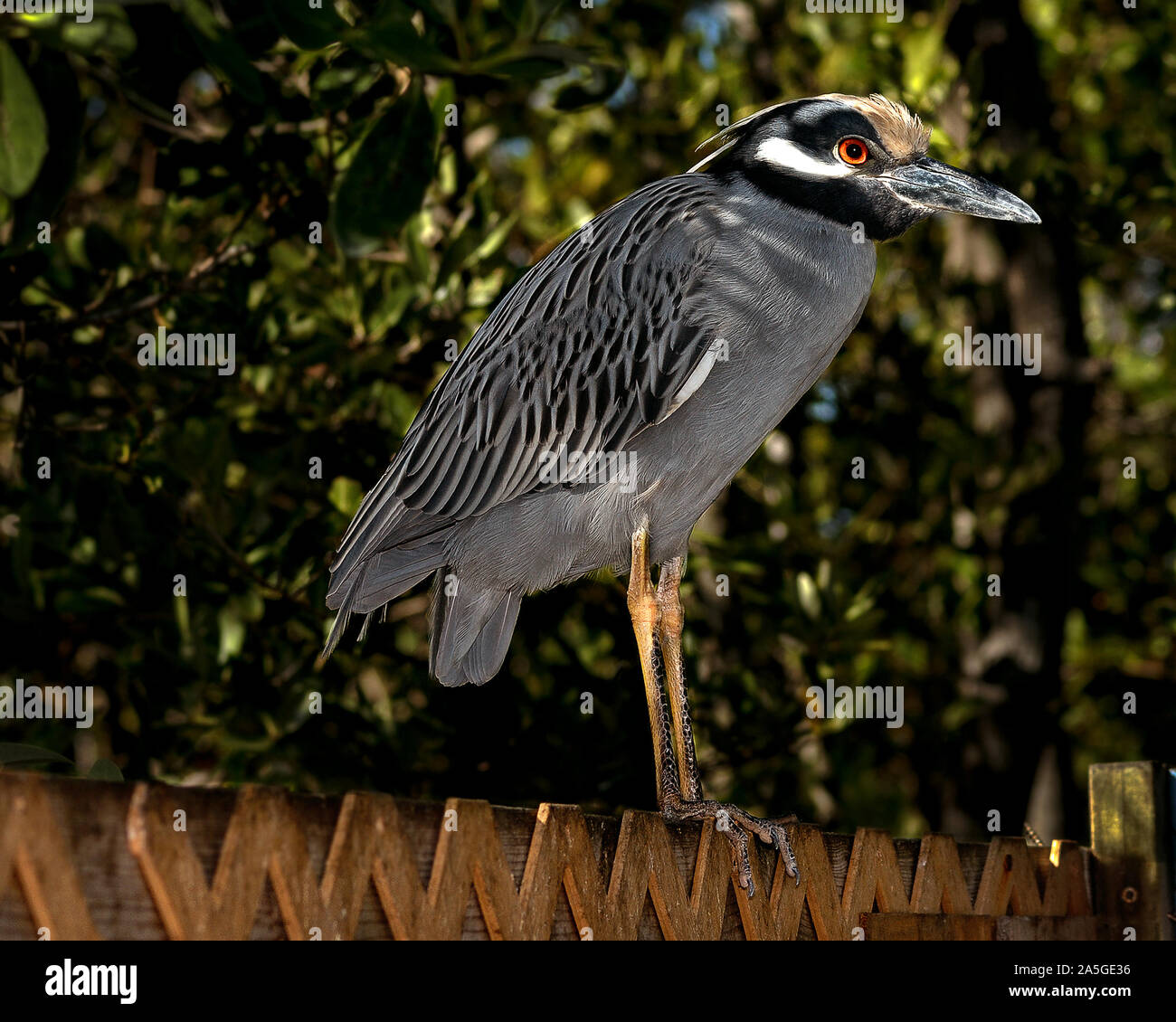 Florida bird: Yellow-Crowned Night Heron Stock Photo - Alamy