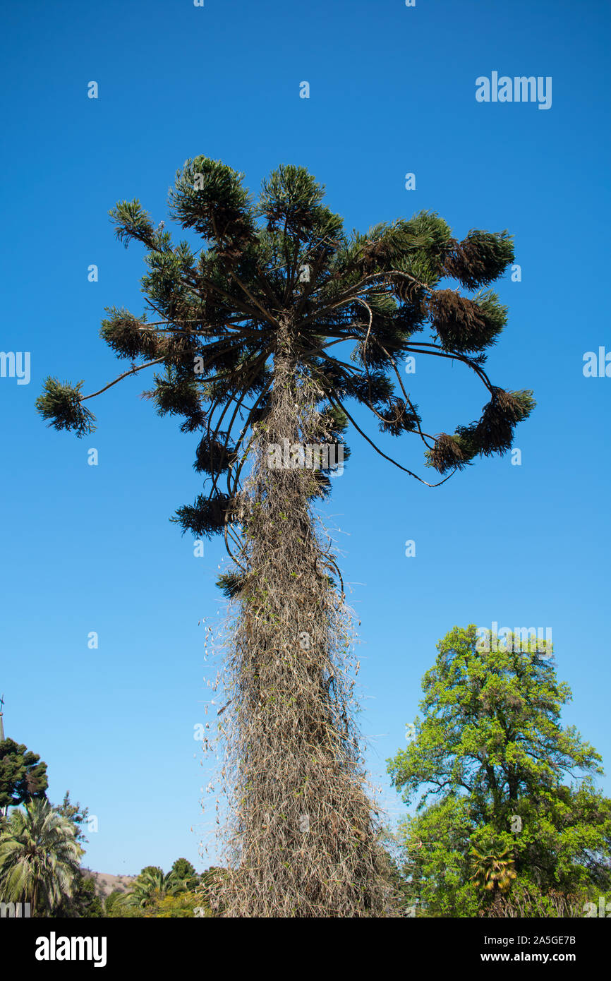 Sequoia Drendon Gigante - Historic Trees in Santa Rita Winery Stock ...