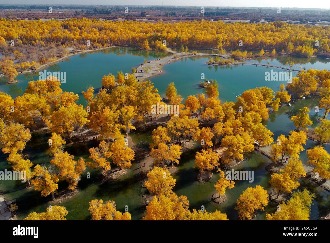 Populus euphratica forest hi-res stock photography and images - Alamy