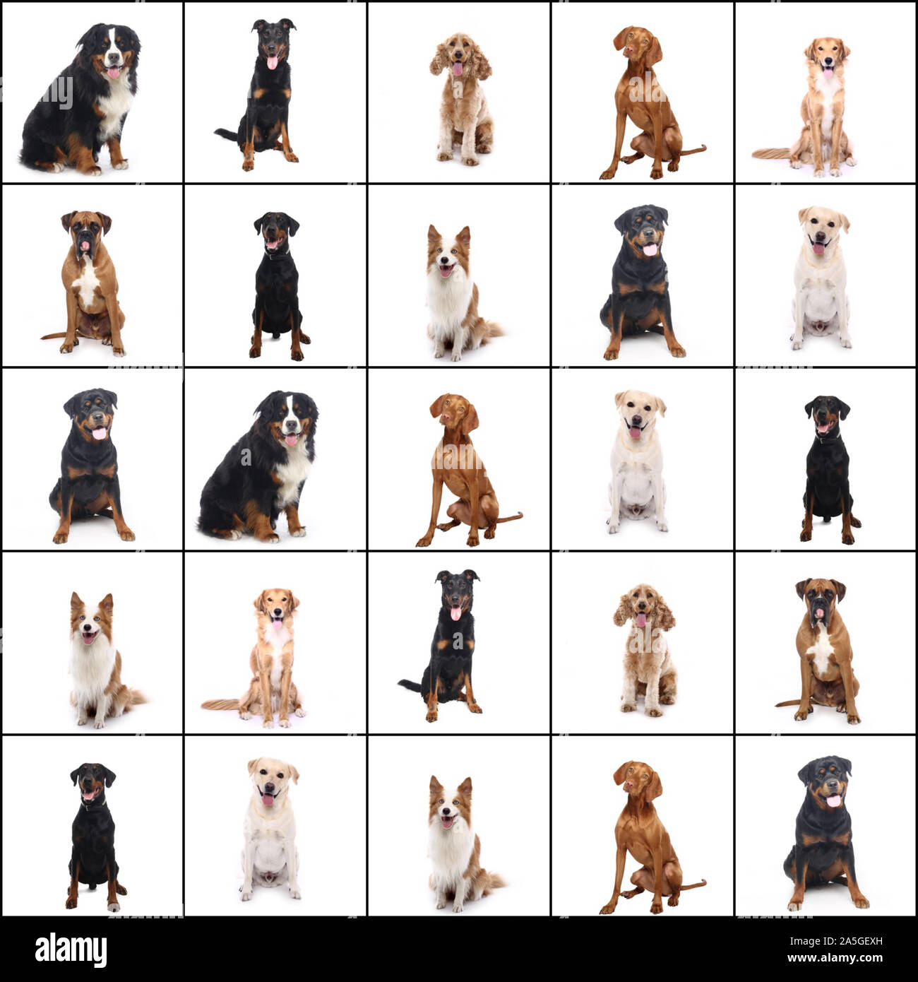 Group of beautiful commercial happy pets together Stock Photo - Alamy
