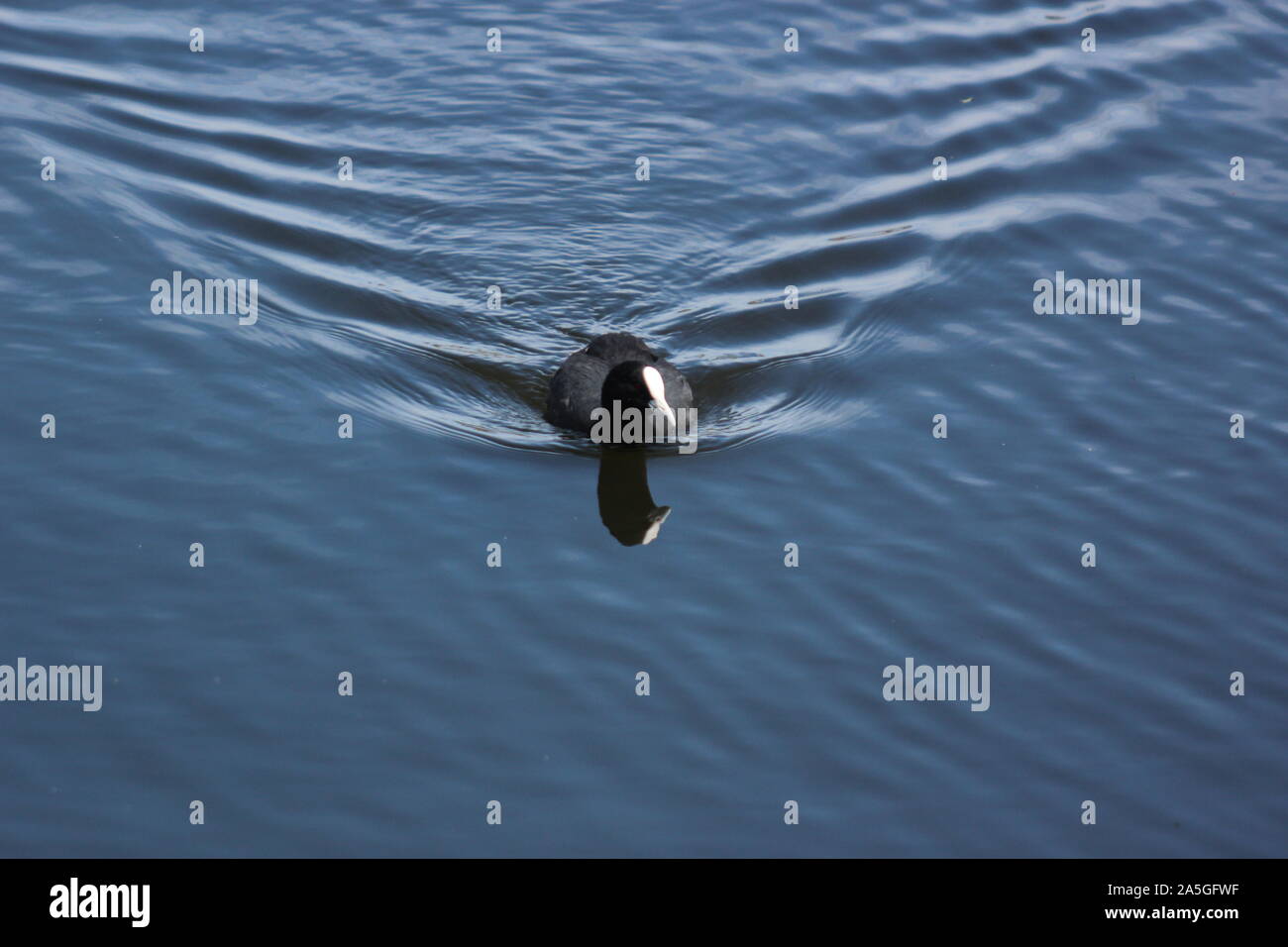 Fulica australis hi-res stock photography and images - Alamy
