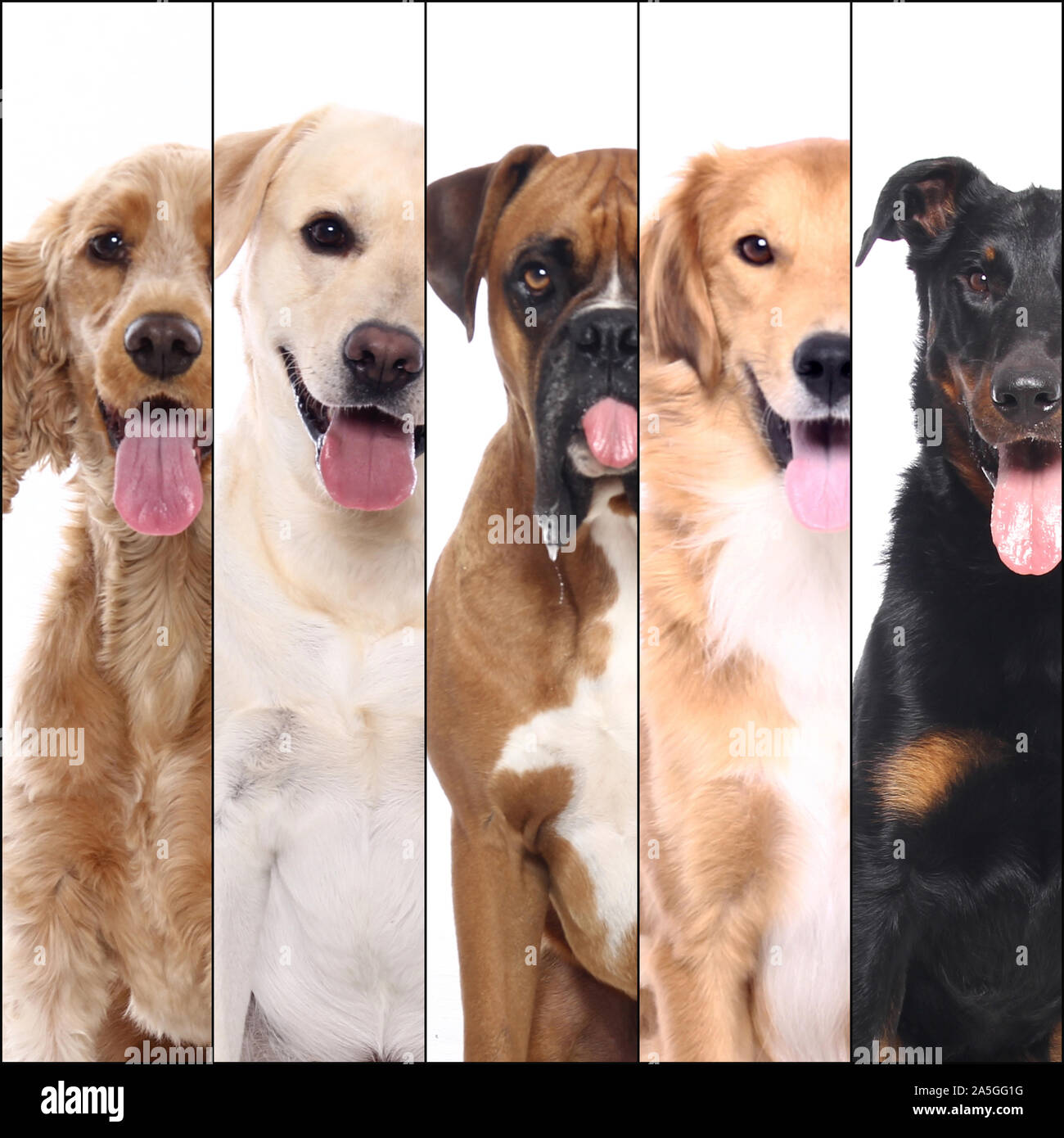 Group of beautiful commercial happy pets together Stock Photo - Alamy