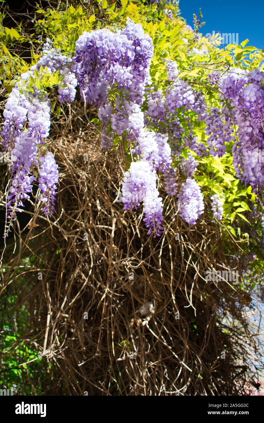 Violet Flowers on intricate vines in a Winery Outside Santiago Chile ...