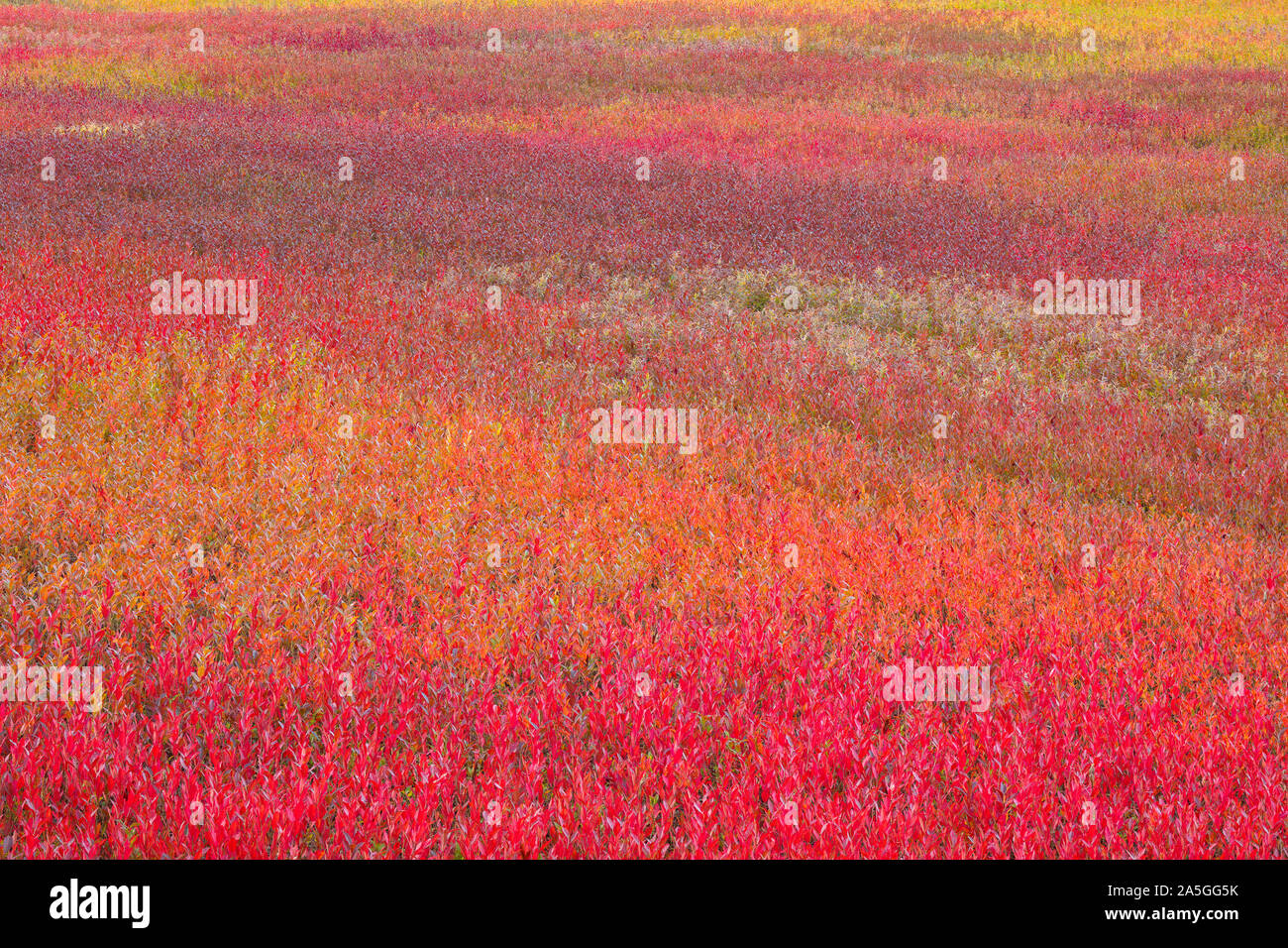 Blueberry Hillside in Franklin, Hancock County, Maine, USA Stock Photo ...