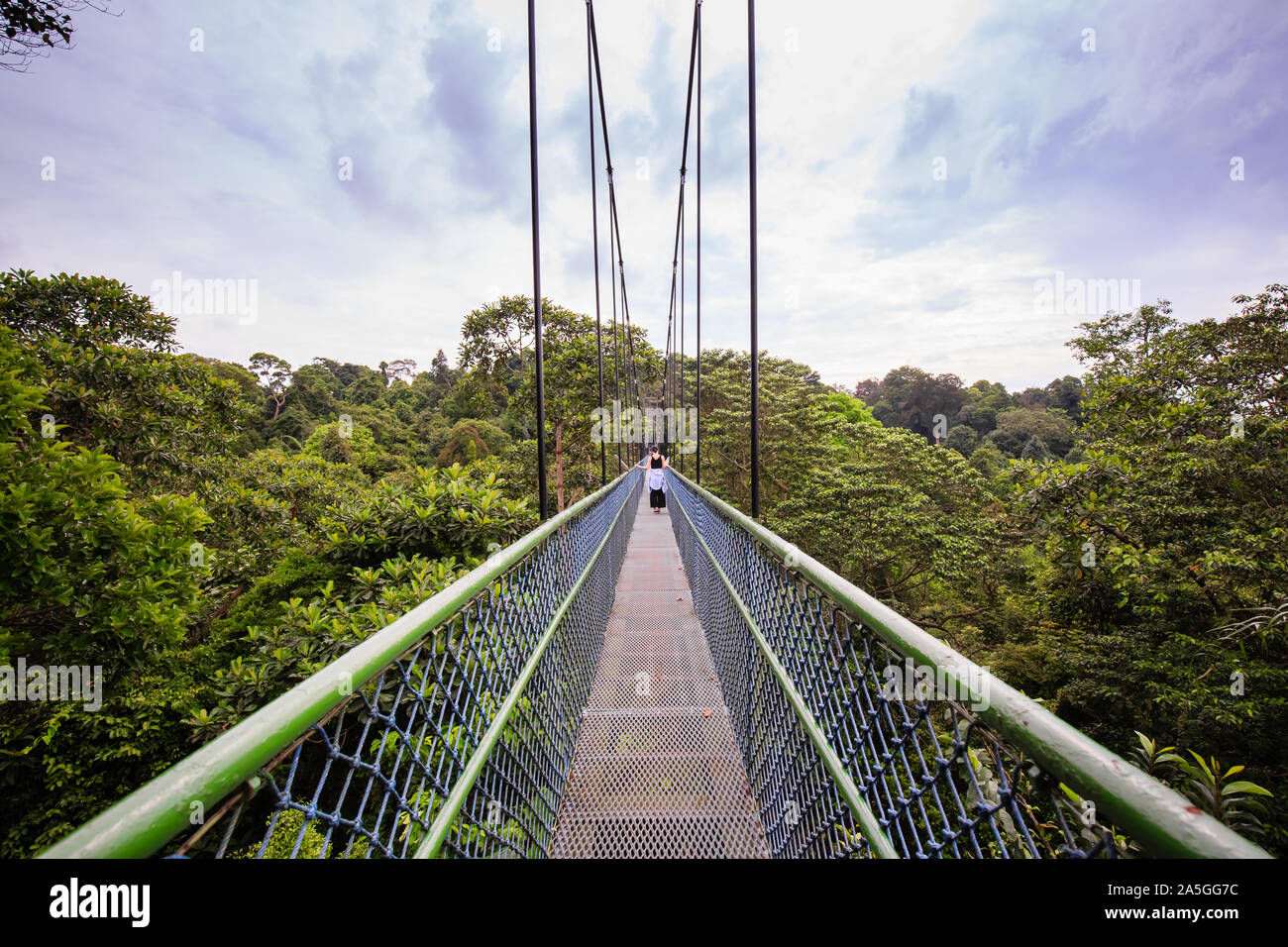 Singapore macritchie nature trail hi-res stock photography and images ...