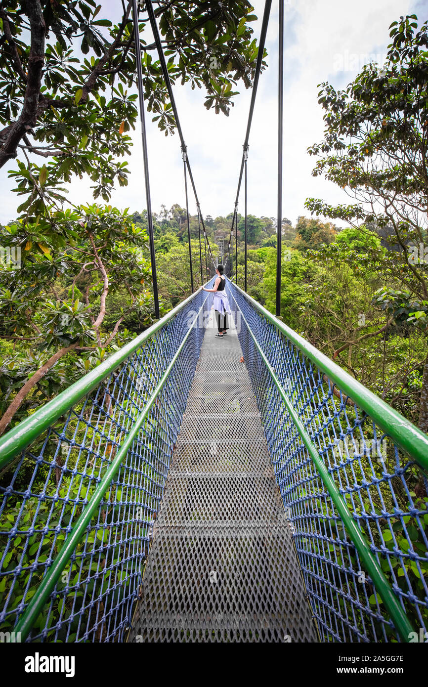people Walking over the trees through a tree top walk in Singapore ...