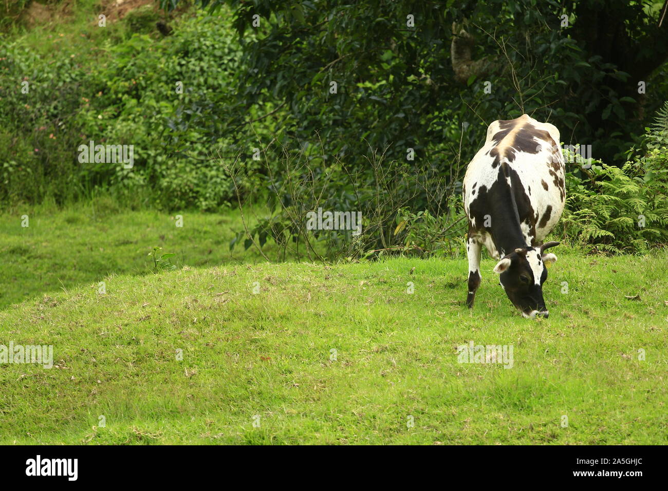 Livestock Cow - Photographed from Munnar in Kerala, India which is a ...