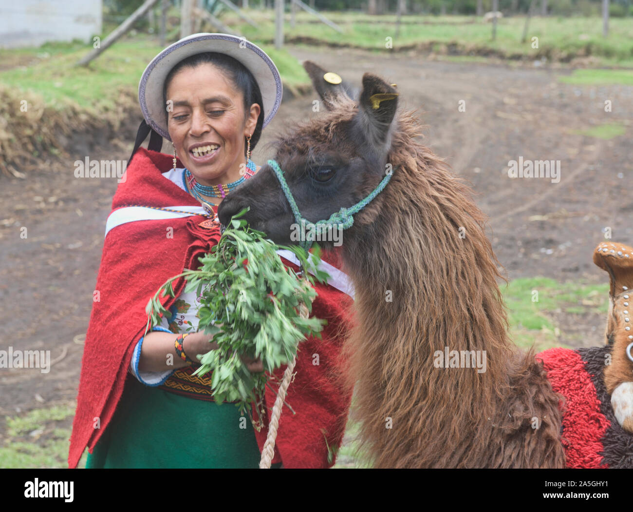 Llamas ecuador hi-res stock photography and images - Alamy