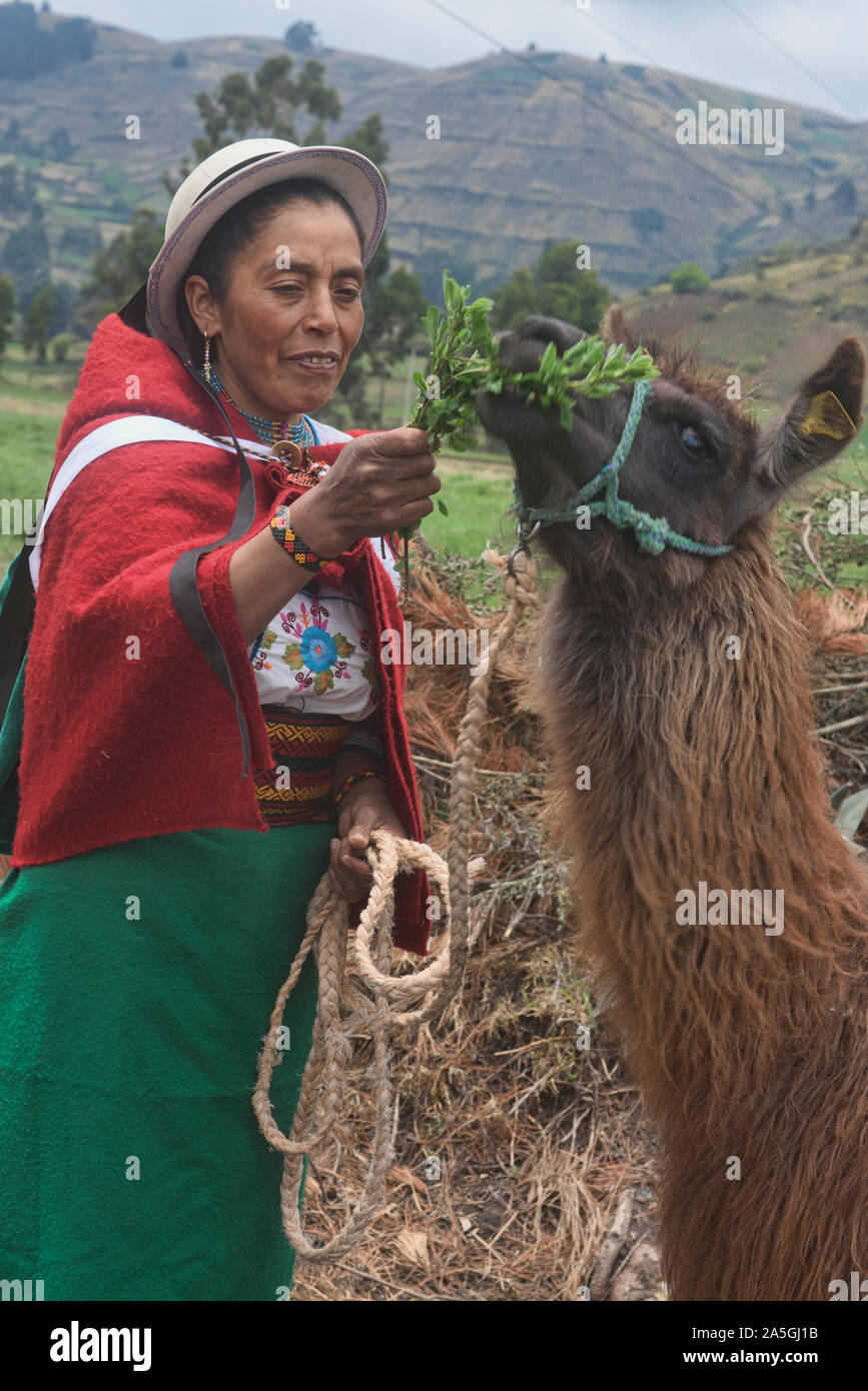 Llamas ecuador hi-res stock photography and images - Alamy