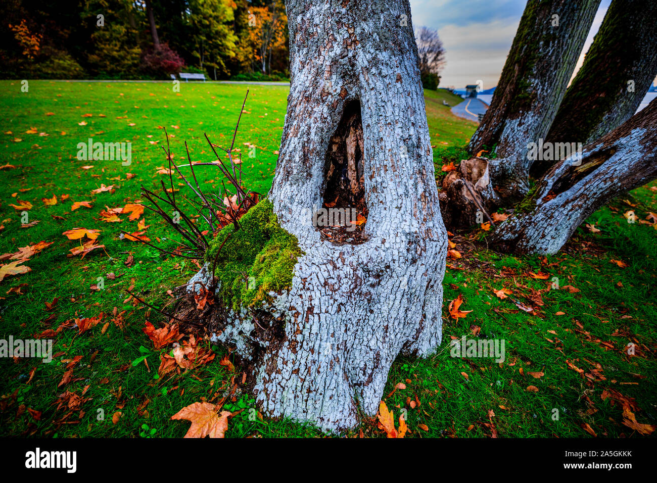 Hole in tree stump with leaves on the ground Stock Photo - Alamy