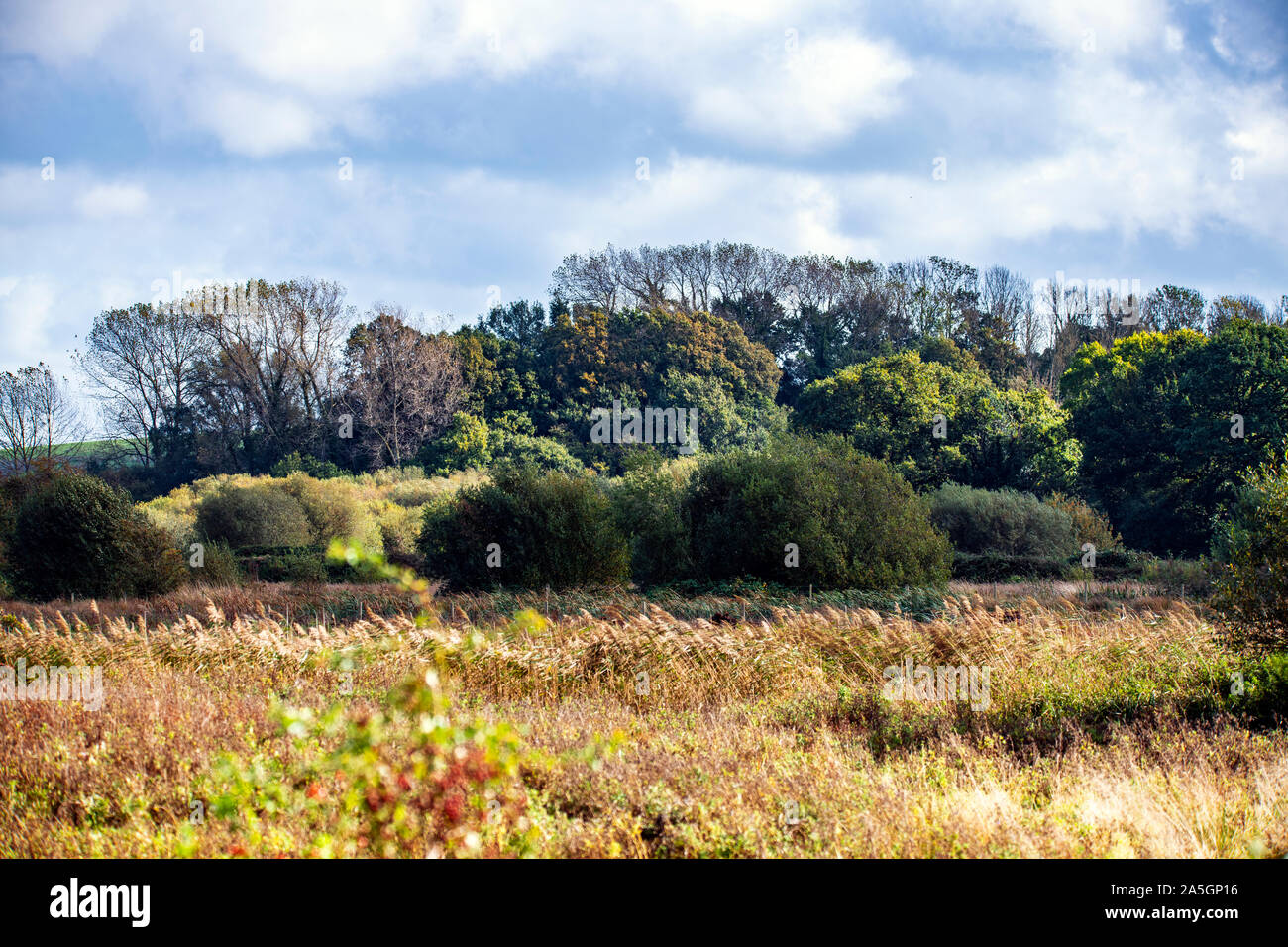 Combe Haven river valley wildlife area near Bexhill in East Sussex ...