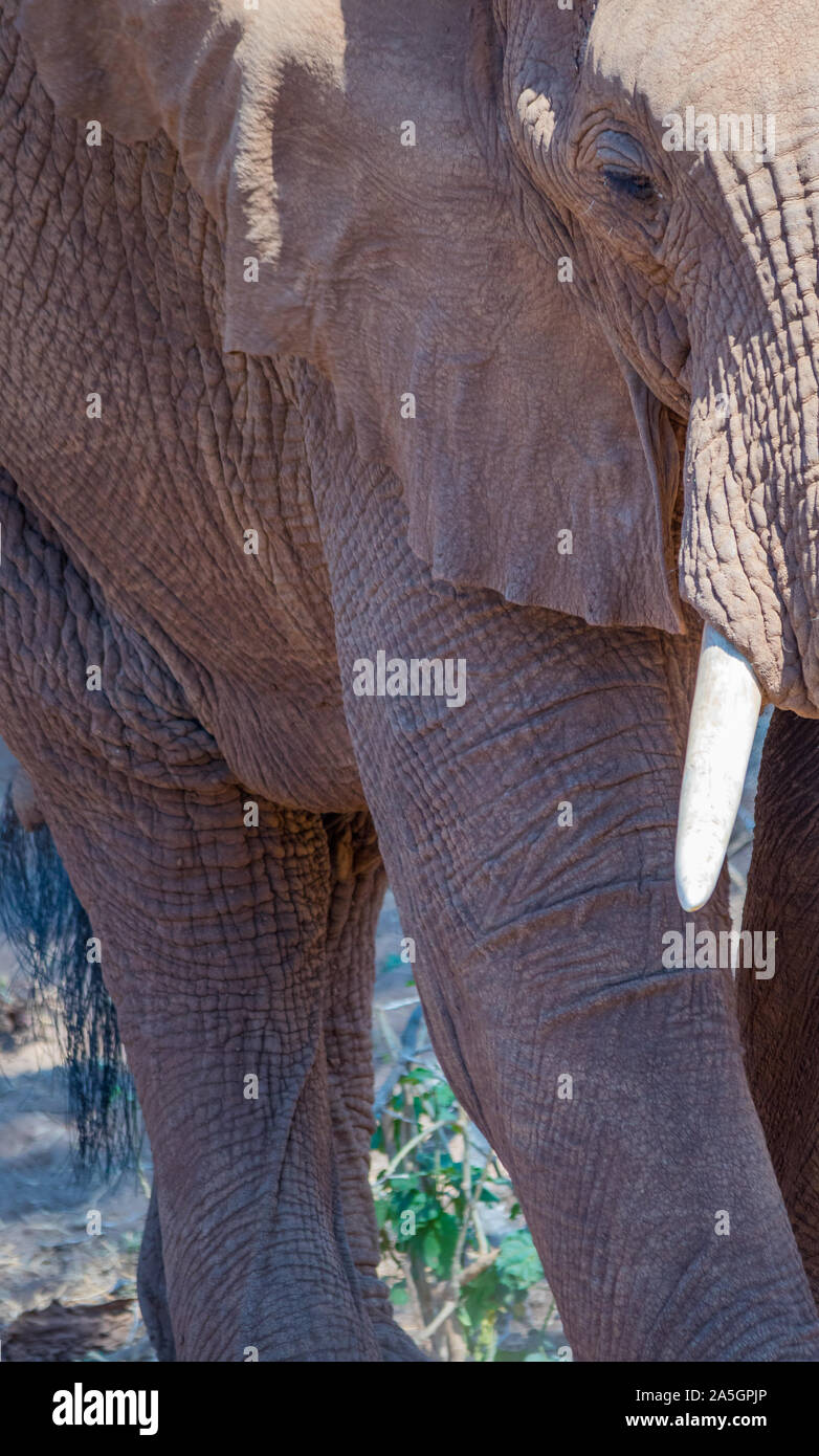 African Elephant Anatomy