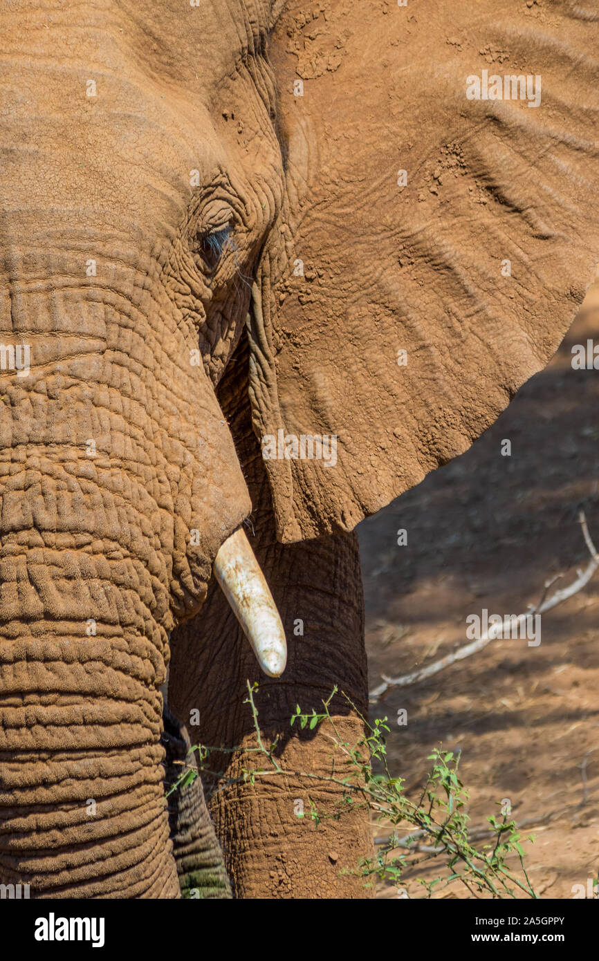 African Elephant Anatomy
