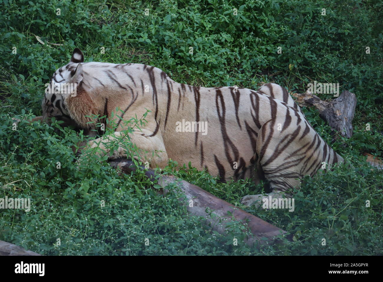 This is a very rare shot of a wild white tiger.White tiger in prone.big ...