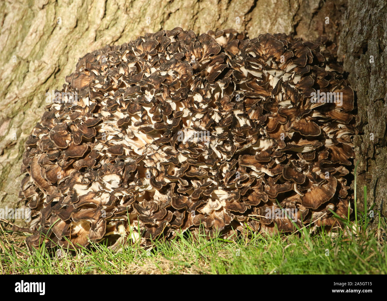Fungus at base of oak tree hi-res stock photography and images - Alamy