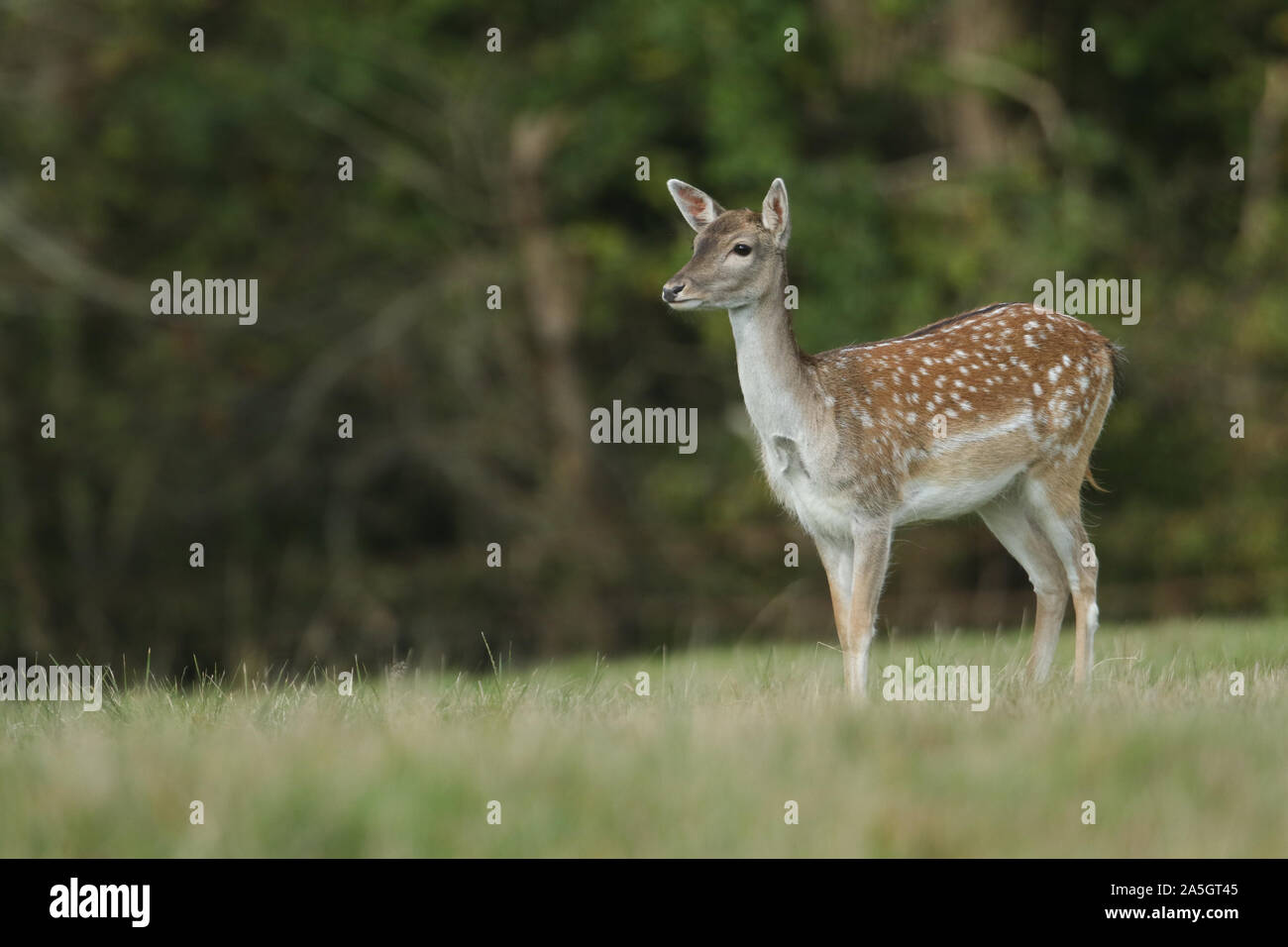 A beautiful Fallow Deer Hind, Dama dama, standing in a field during ...
