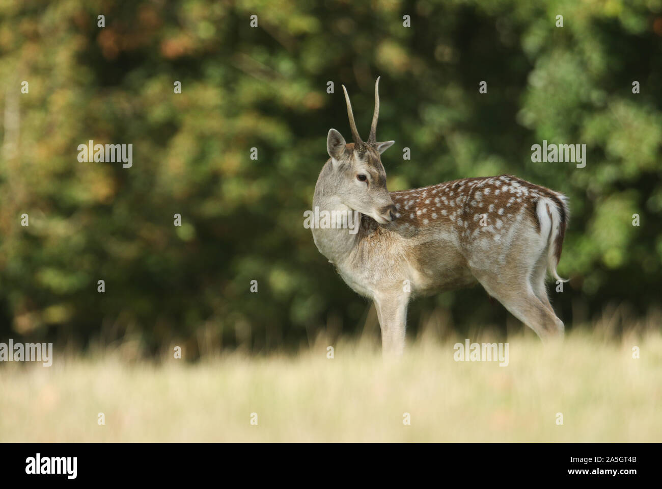 Antler of pricket Stock Photo - Alamy