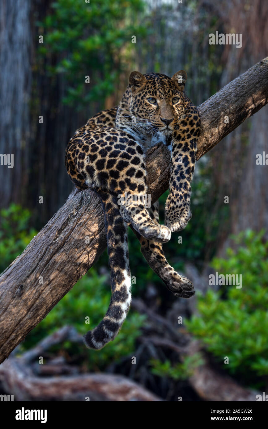 Beautiful leopard lying on tree branch staring intently at viewer Stock ...