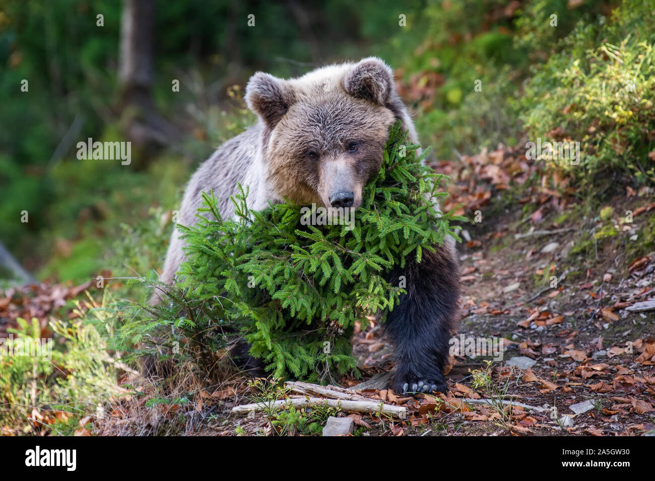 Bear in yellow forest. Autumn trees with bear, Ursus arctos, fall ...