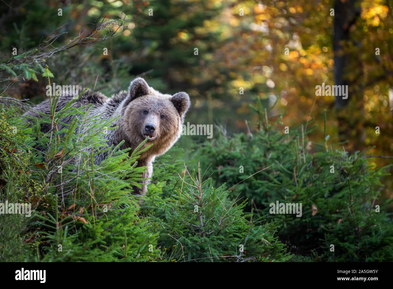 Bear in yellow forest. Autumn trees with bear, Ursus arctos, fall ...