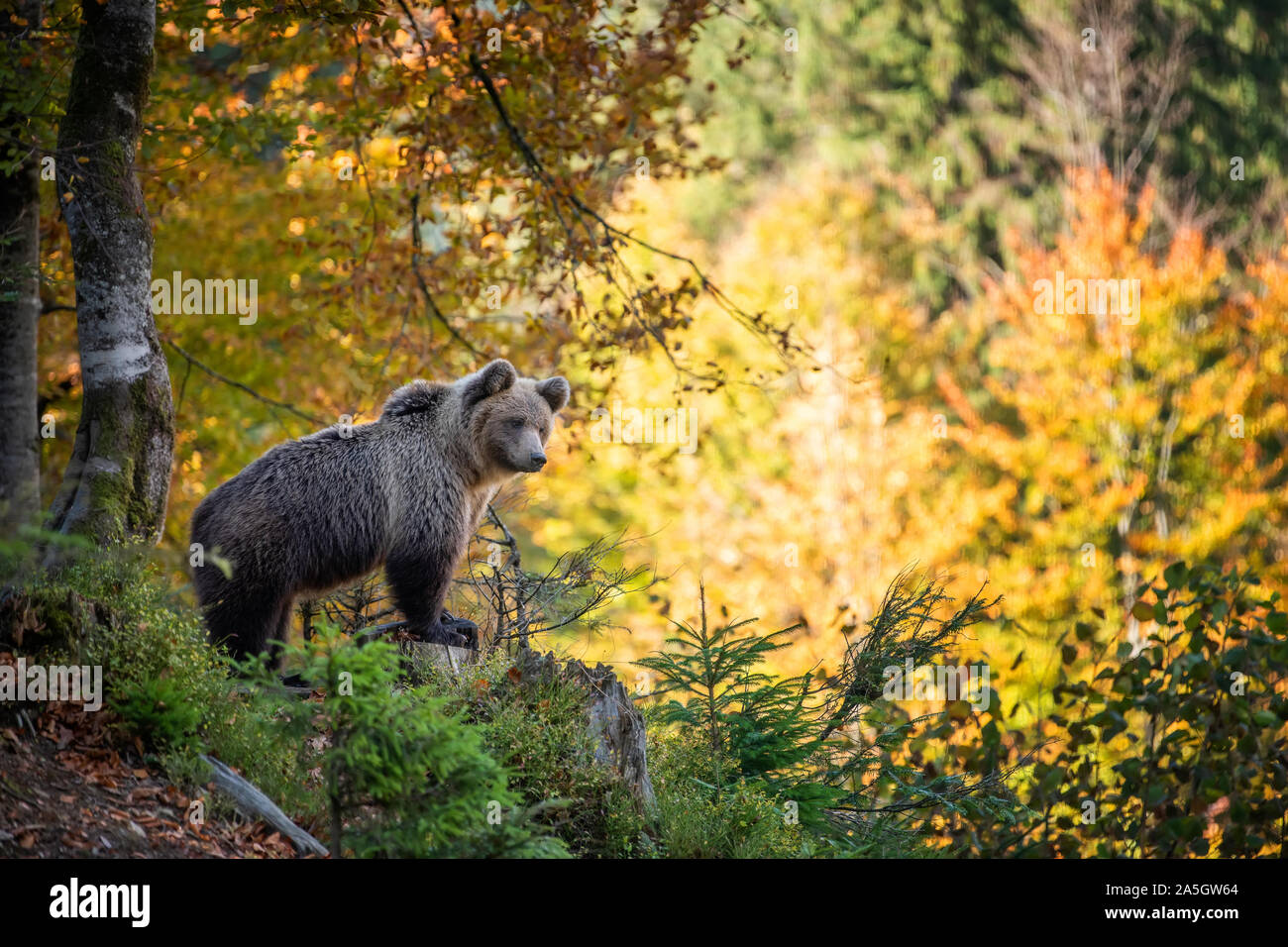 Bear in yellow forest. Autumn trees with bear, Ursus arctos, fall ...