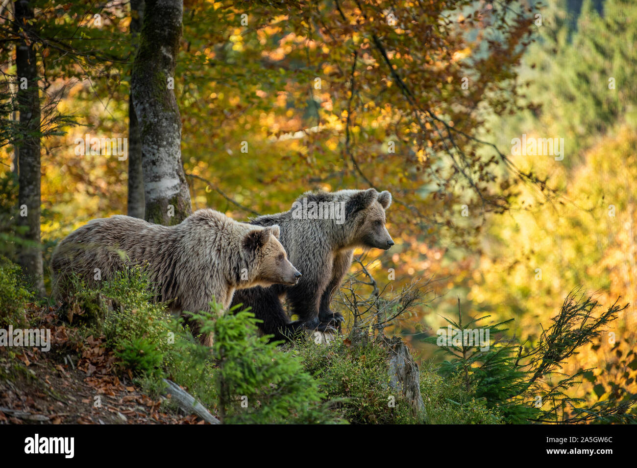 Bear in yellow forest. Autumn trees with bear, Ursus arctos, fall ...