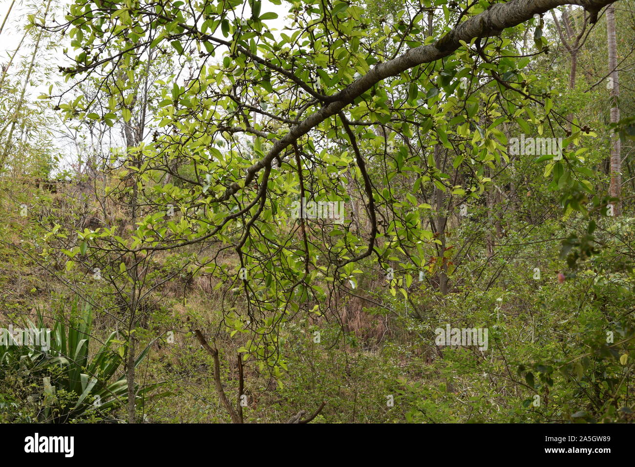 100 year old tree hi-res stock photography and images - Alamy