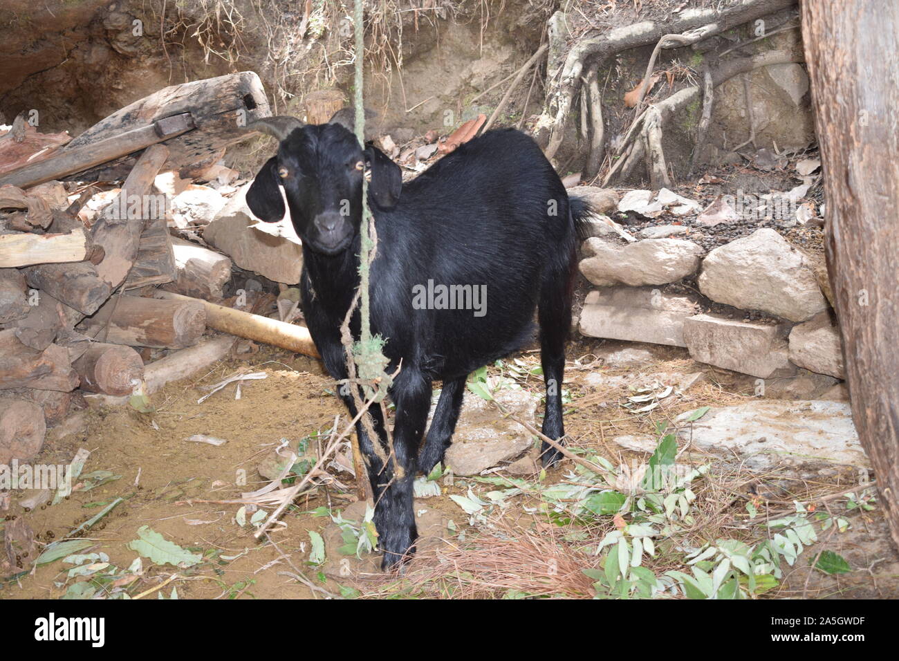 Village goat hi-res stock photography and images - Alamy