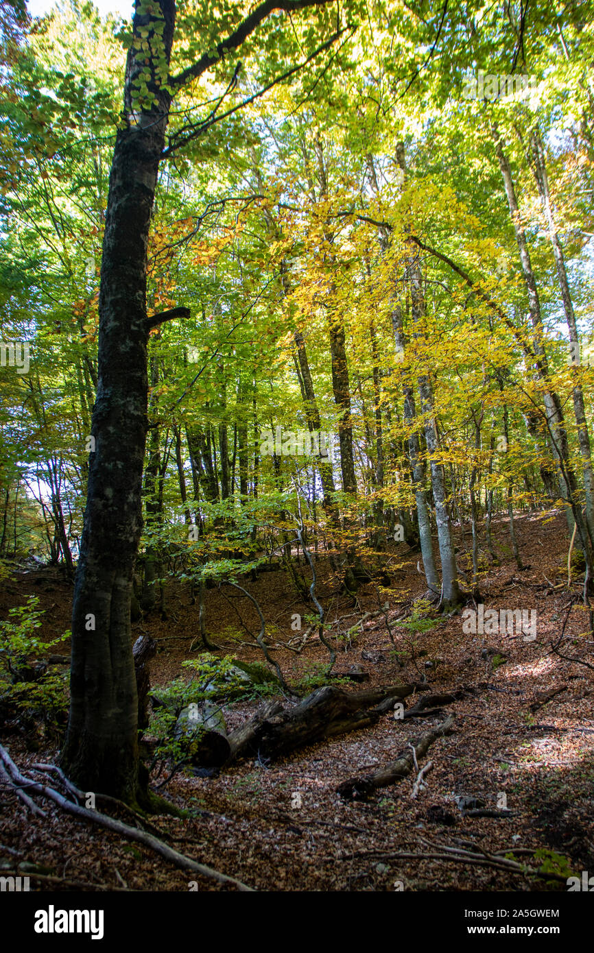 Beech woods of Abruzzo national park in autumn, Italy Stock Photo - Alamy