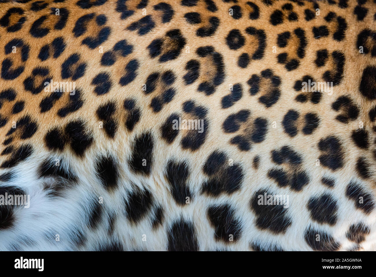 Close-up beautiful texture of real leopard skin, fur Stock Photo - Alamy