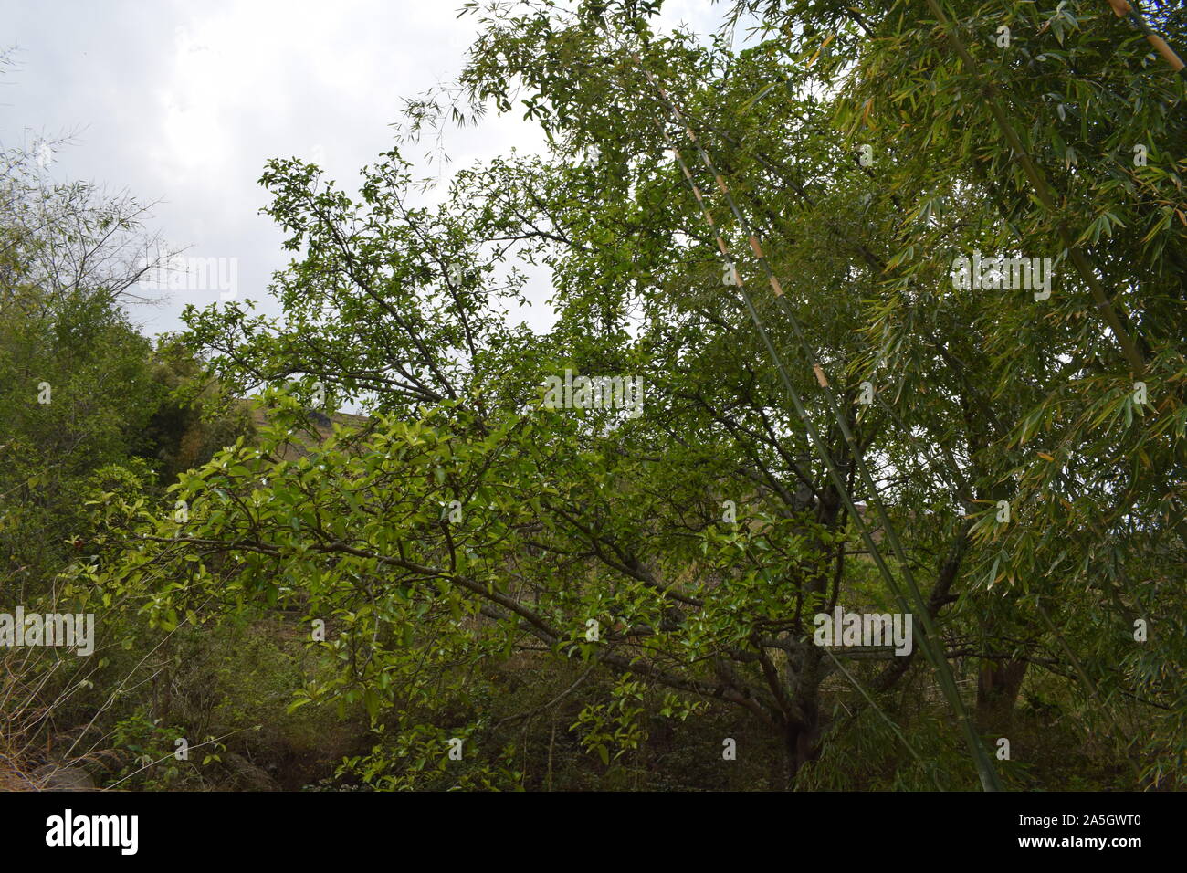 100 year old tree hi-res stock photography and images - Alamy