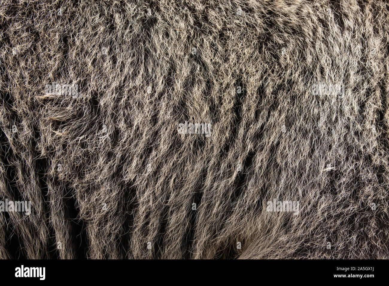 Fur with pattern hi-res stock photography and images - Alamy