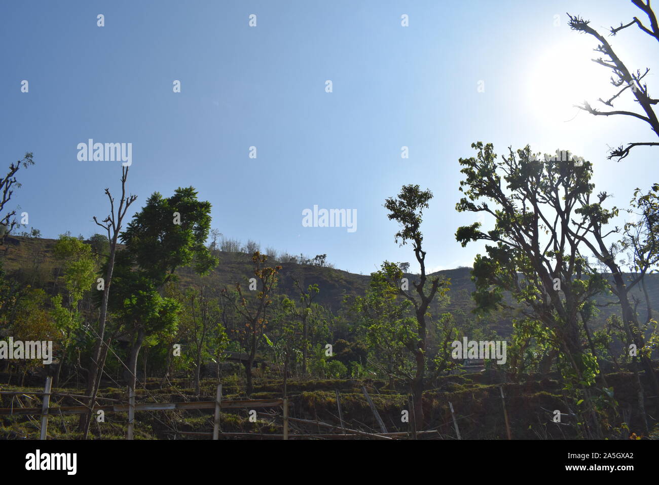 Beautiful Landscaping with tree in East Nepal Stock Photo - Alamy