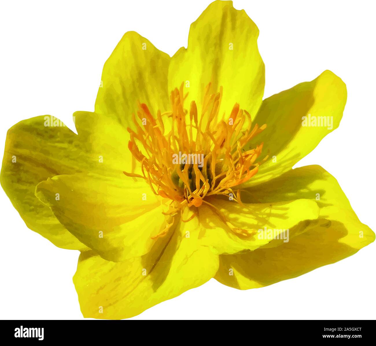 Single plant wild yellow Stock Vector Images - Alamy