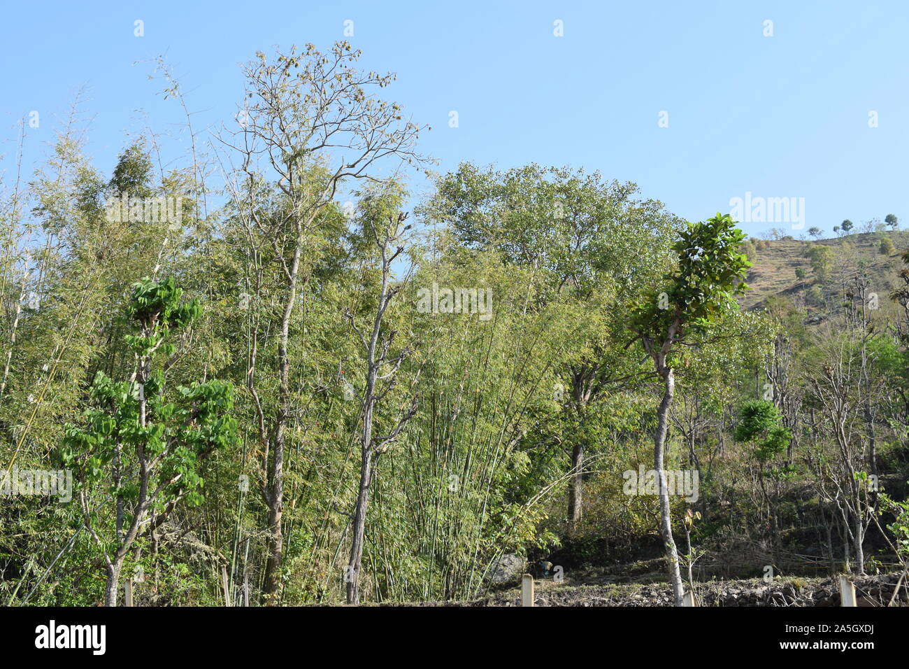 Beautiful Landscaping with tree in East Nepal Stock Photo - Alamy